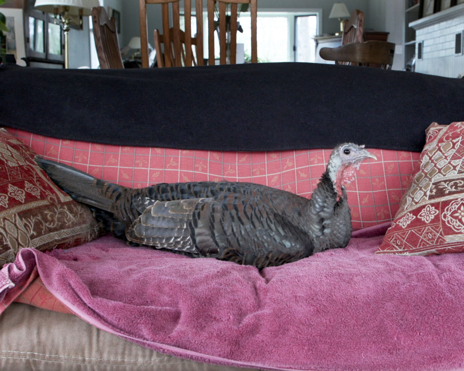 Alumna's Doc 'Turkey Town' Features Feathery Fowl (or Foulness ...