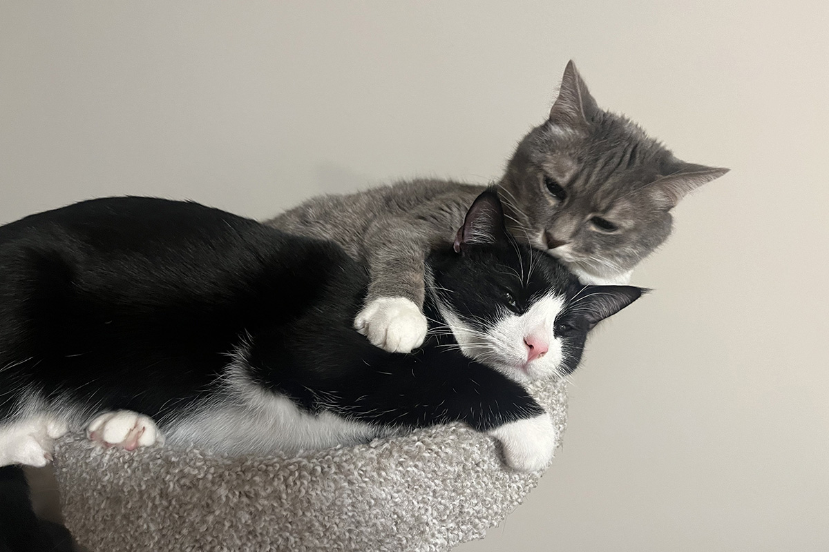 Celebrate National Pet Day with Emerson Pets! - Emerson Today